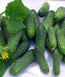 Seminte legume - Seminte legume