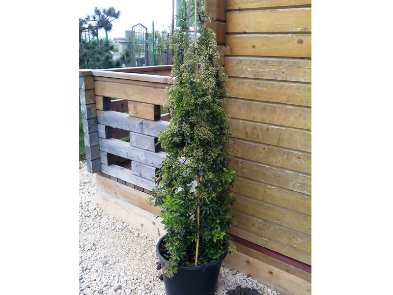 Plante ornamentale gradina - Plante ornamentale gradina