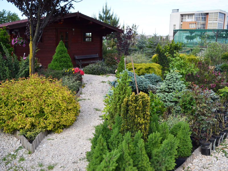 Conifere gradina - Conifere gradina