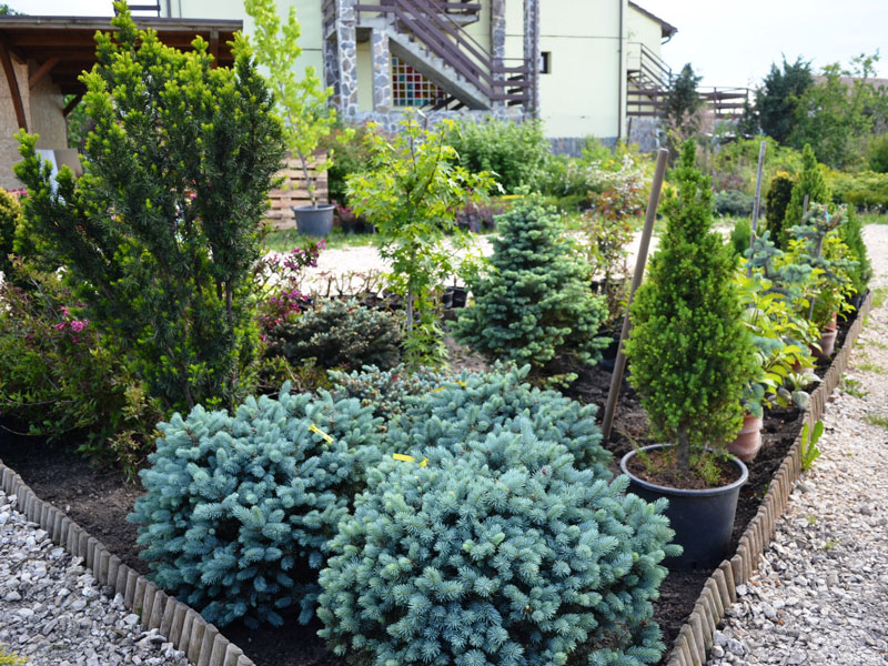 Conifere gradina - Conifere gradina