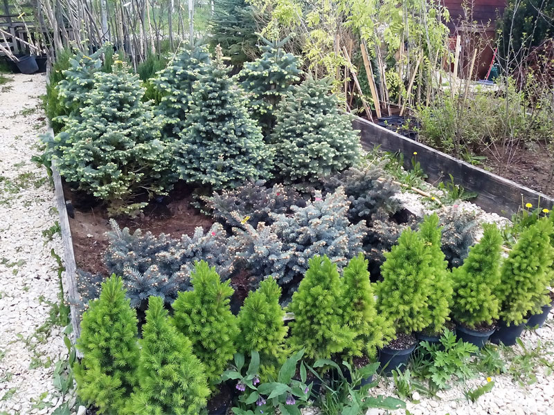 Conifere gradina - Conifere gradina