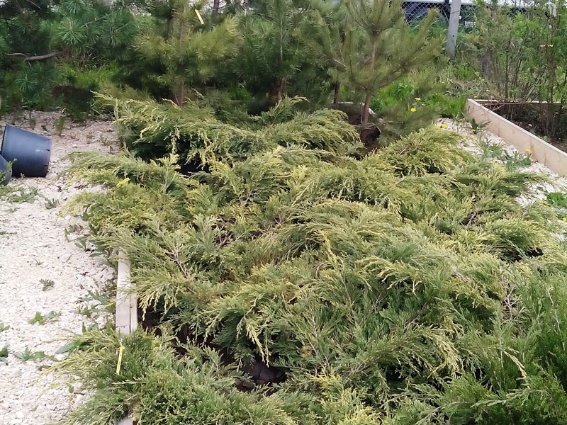 Conifere gradina - Conifere gradina