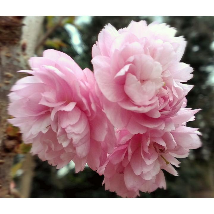 Cires japonez roz (Prunus serrlulata Pink Perfection) - Cires japonez ...