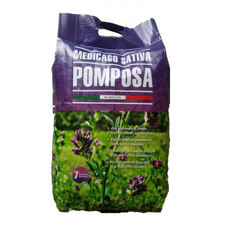 Samanta de lucerna Pomposa - Samanta de lucerna Pomposa