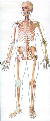 Planse anatomie - Planse anatomie