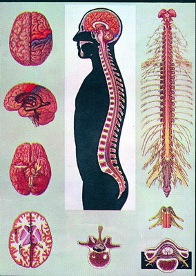 Planse anatomie - Planse anatomie