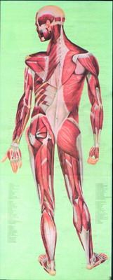 Planse anatomie - Planse anatomie