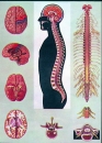 Planse anatomie - Planse anatomie