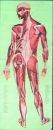 Planse anatomie - Planse anatomie